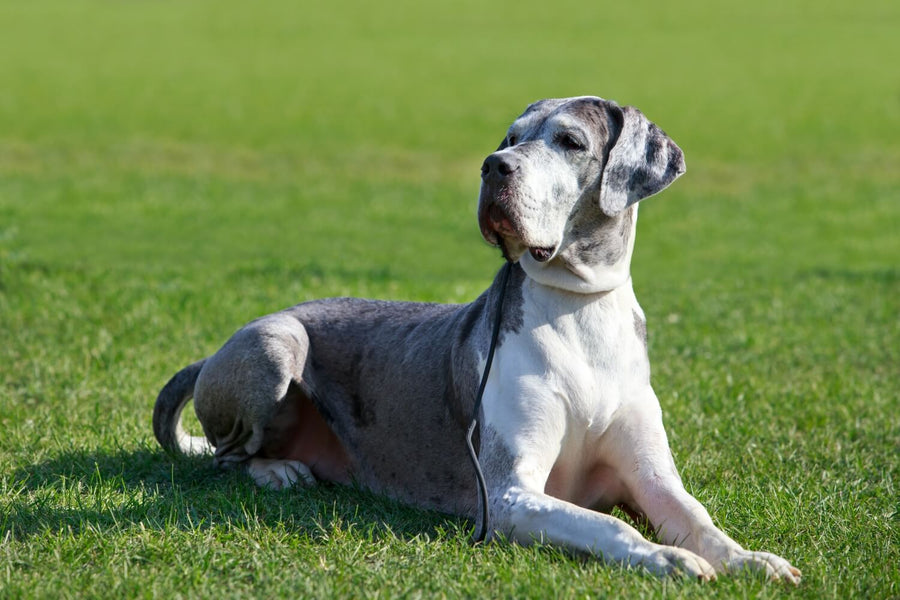 Hund Grner Star
